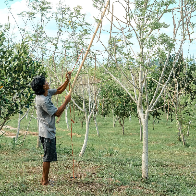 Harvesting Moringa - How We Grow Moringa – Moringa Project Thailand